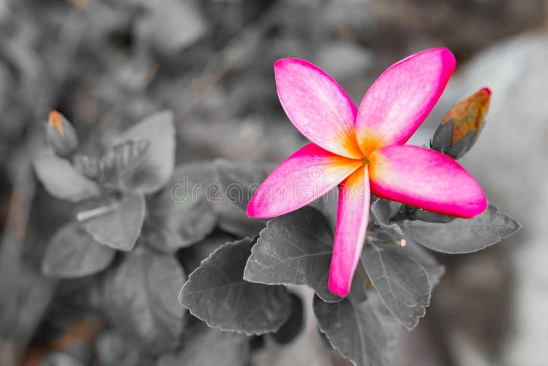 Organge Champaka& X27; Flower Stock Image - Image of champaka, meadow ...