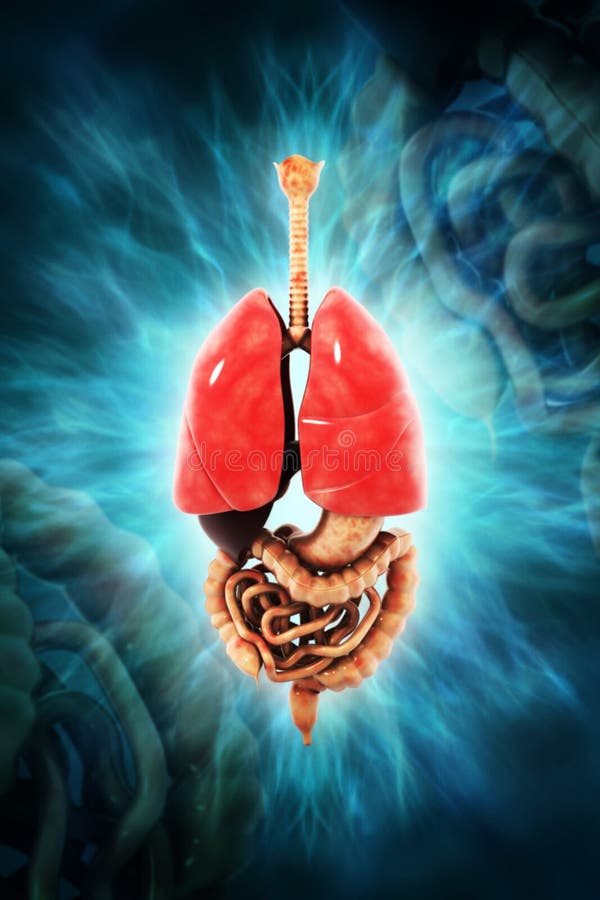 Essere Umano 3D O Uomo Interno O Organi Del Torace Per Anatomia O ...