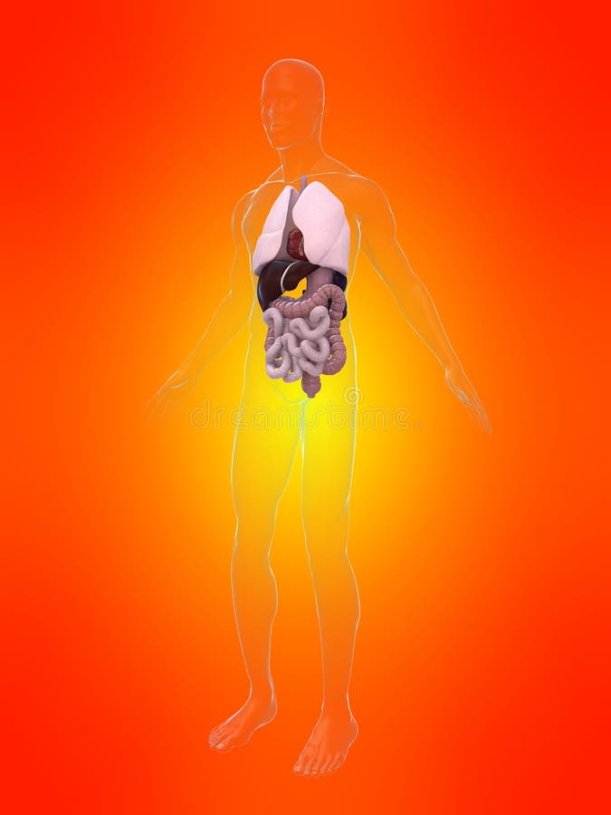 Sistema urinario illustrazione di stock. Illustrazione di organi - 5604975