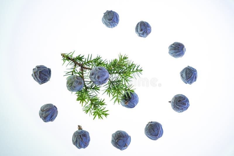 Organic and Additive-free Natural Samphire Seed Stock Photo - Image of ...