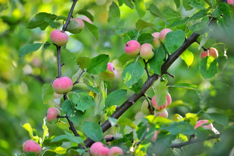 Organic Apple Garden Full of Apples Stock Image - Image of growth ...