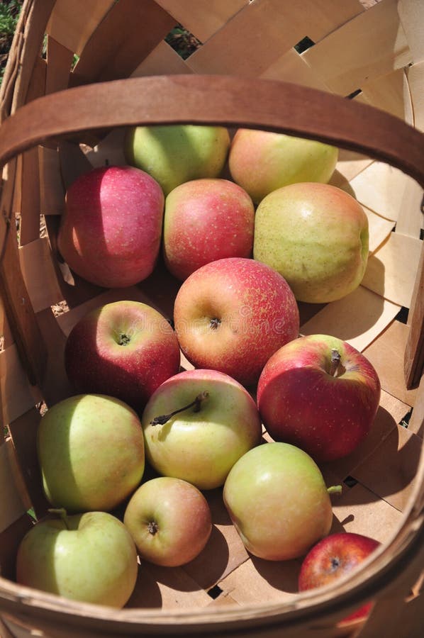 Organic apple stock image. Image of fruity, label, delicious - 2464955