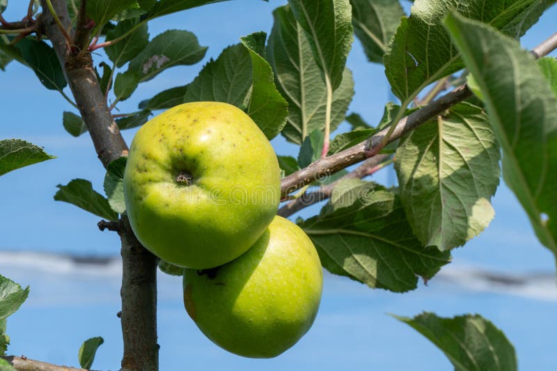Organic Apple on the Apple Tree Branch Stock Photo - Image of ...