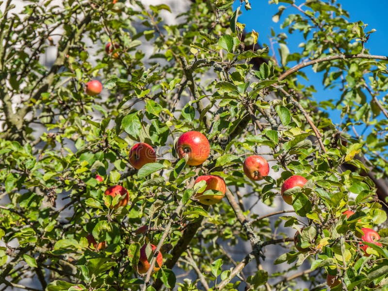 Organic Apple Tree in the Garden Stock Photo - Image of food, farming ...