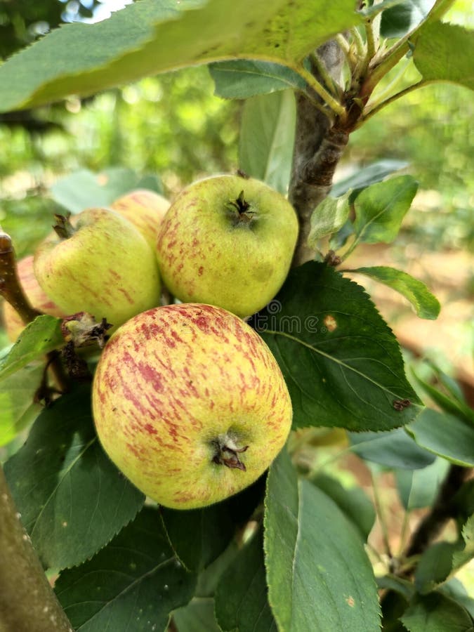 Organic Apple Tree Producing Its First Fruits in the Garden. Stock ...