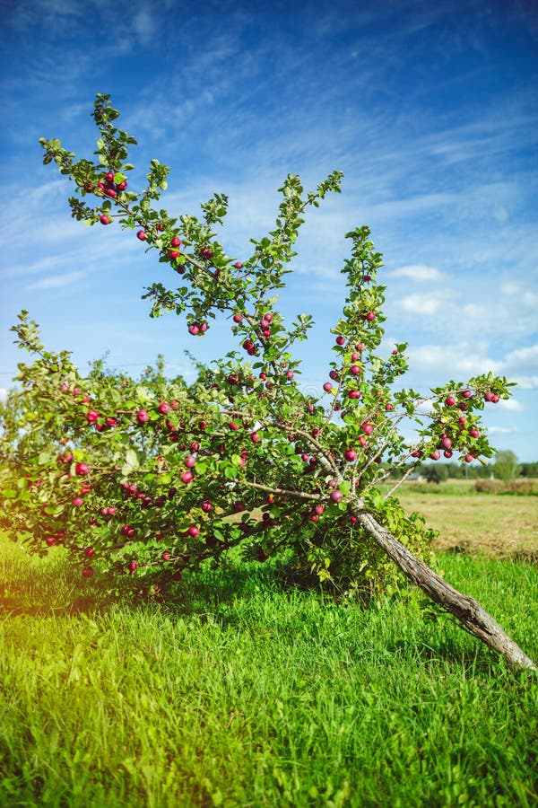 Organic Apple Tree at Rural Countryside Farm Stock Photo - Image of ...