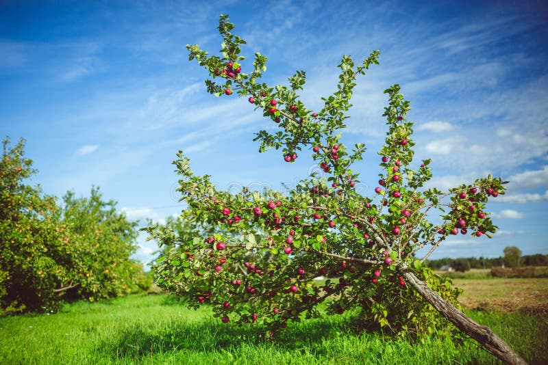 Organic Apple Tree at Rural Countryside Farm Stock Photo - Image of ...