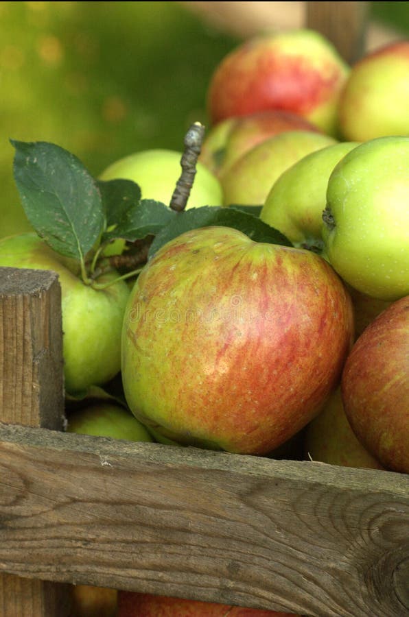 Organic apples stock image. Image of detail, colour, apple - 1244861