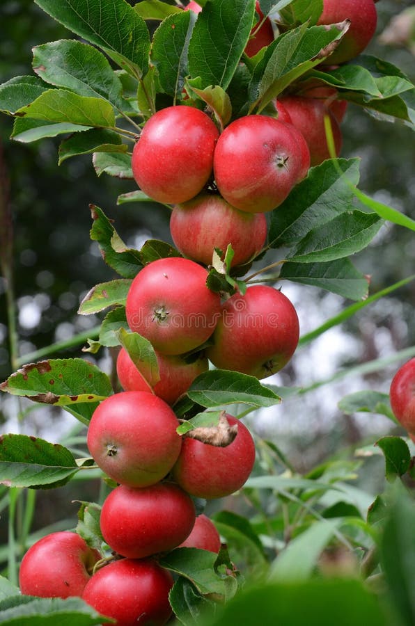 Organic apples stock image. Image of closeup, ecological - 1244879