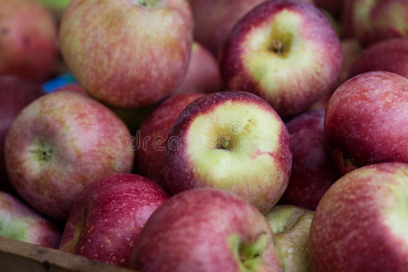 Organic Apples stock photo. Image of fresh, fair, group - 27307332