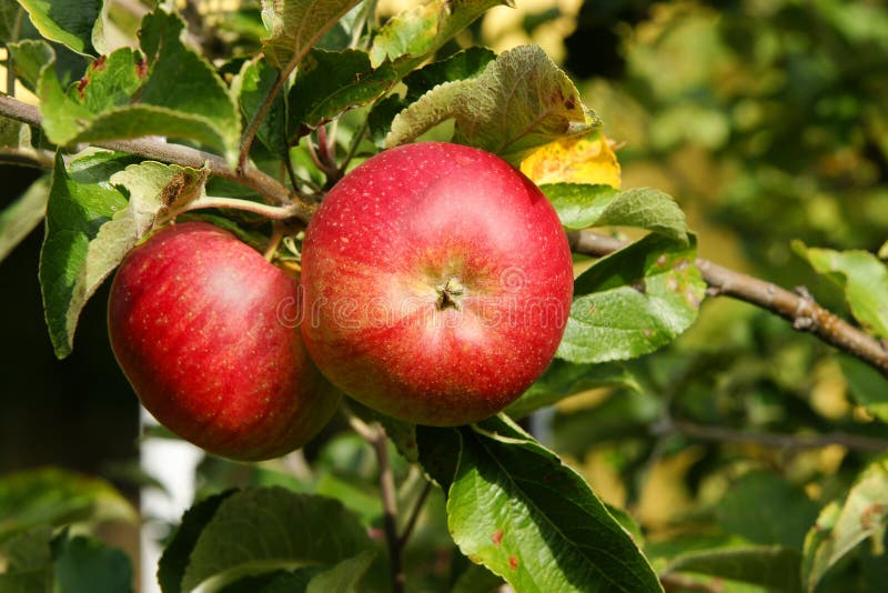 Red Juicy Solid Apple Fruit Lying Under Sunlight on Green Grass ...