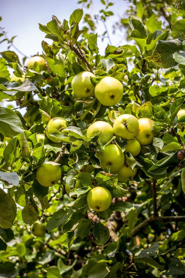 Organic Apples on the Apple Tree Stock Photo - Image of summer, glass ...