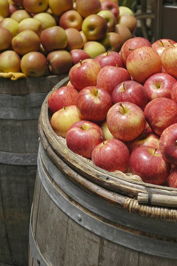Organic Apples in a Barrel stock photo. Image of apple - 10487020