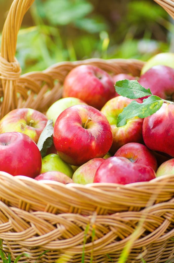 Organic apples in basket stock photo. Image of grass - 126167946