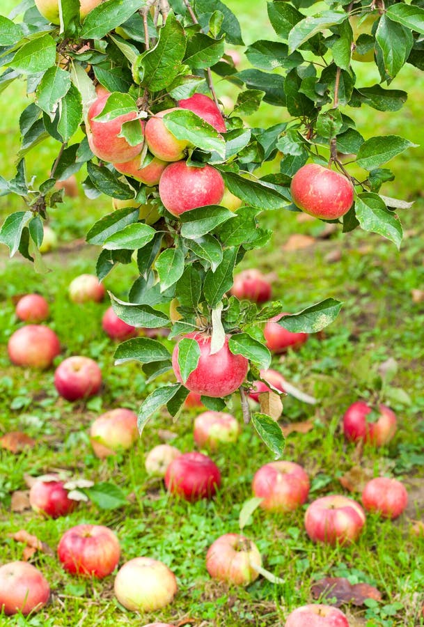 Organic apples stock photo. Image of tree, garden, green - 43706998