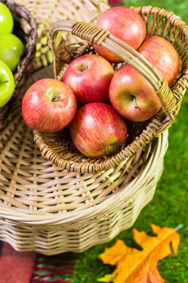Organic apples stock photo. Image of autumn, gold, food - 59571012