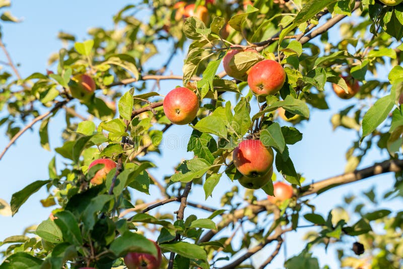 Organic Apples. Fruit without Chemical Spraying. Orchard. Stock Photo ...