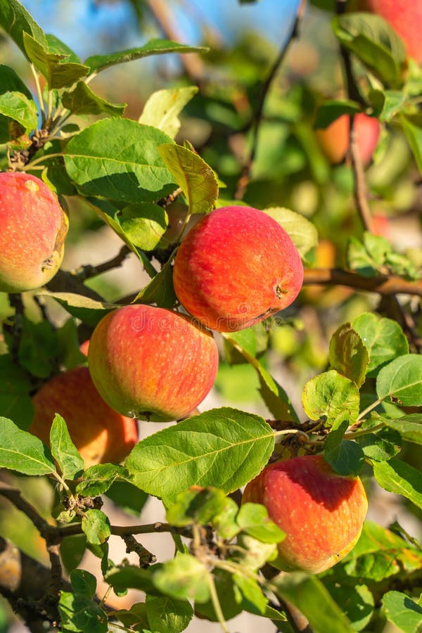 Organic Apples. Fruit without Chemical Spraying. Orchard. Stock Photo ...