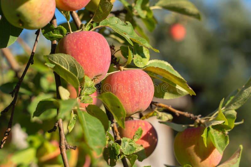 Organic Apples. Fruit without Chemical Spraying. Orchard. Stock Image ...