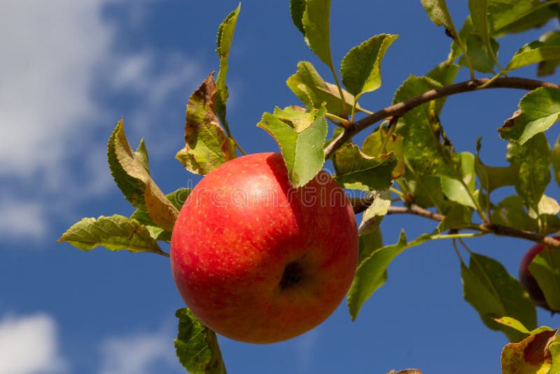 Organic Apples. Fruit without Chemical Spraying Stock Photo - Image of ...