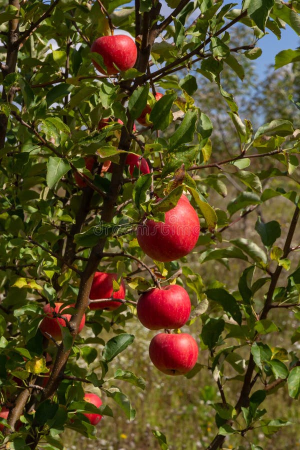 Organic Apples. Fruit without Chemical Spraying Stock Image - Image of ...