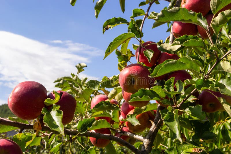 Organic Apples. Fruit without Chemical Spraying Stock Photo - Image of ...