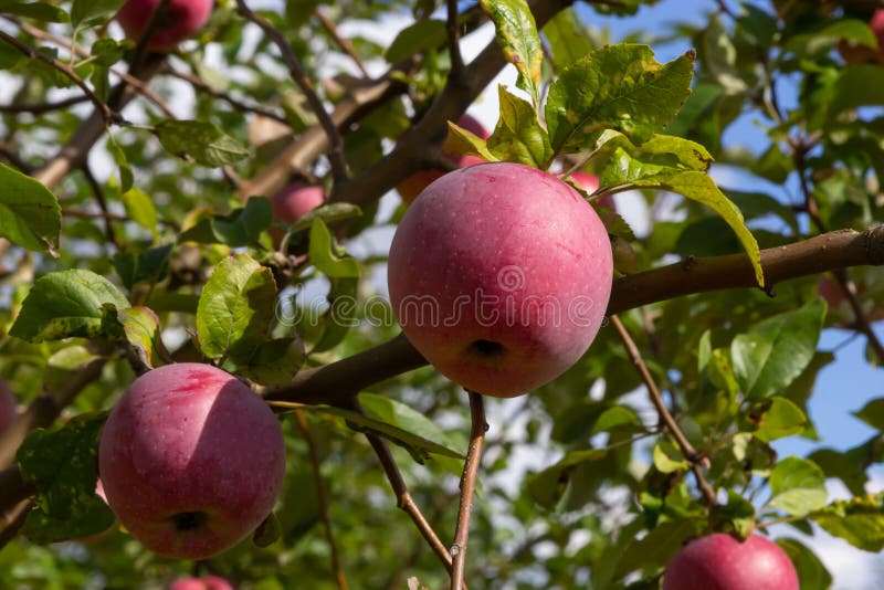 Organic Apples. Fruit without Chemical Spraying Stock Image - Image of ...