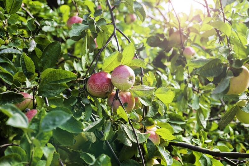 Organic Apples Hanging from a Tree Branch in an Apple Orchard. Stock ...