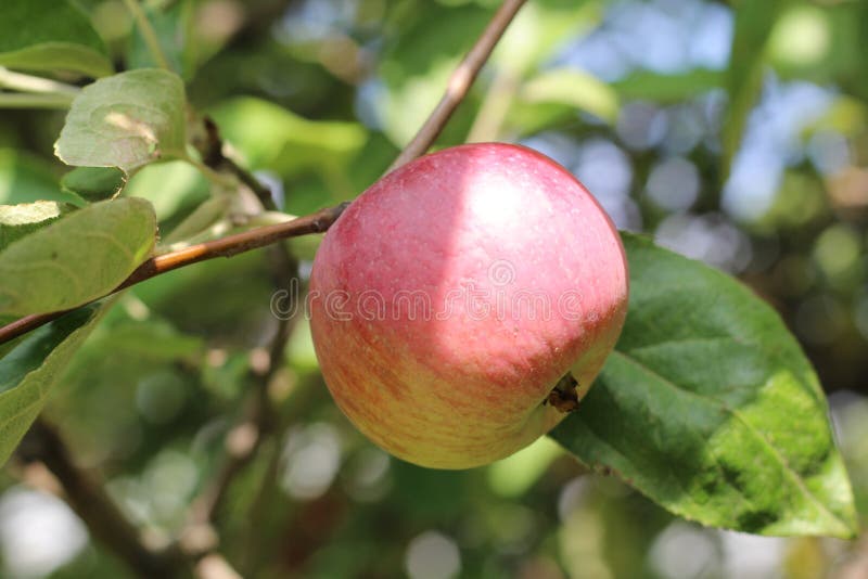 Organic Apples Hanging from a Tree Branch in an Apple Orchard Stock ...