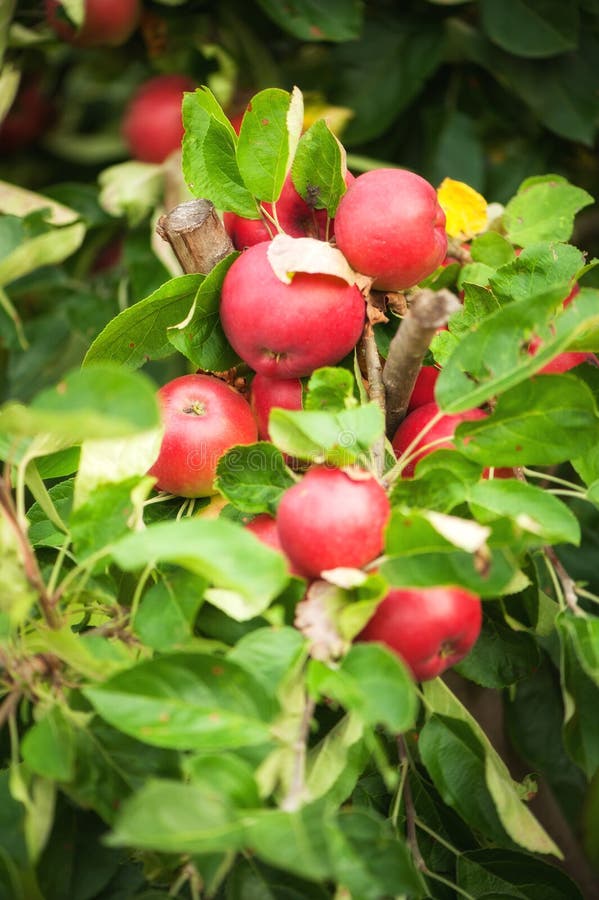 Organic Apples Hanging from a Tree Branch in an Apple Orchard Stock ...
