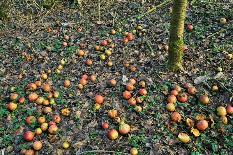 Organic Apples Under an Apple Tree Stock Photo - Image of harvesting ...