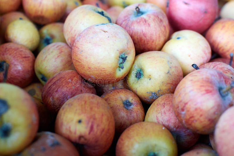 Organic apples stock photo. Image of season, farm, autumn - 60458304