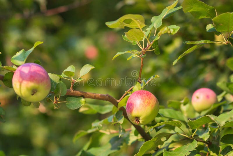 Organic apples on a tree stock image. Image of plant - 125253945