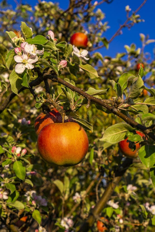 Organic apples on the tree stock photo. Image of outdoor - 166758180