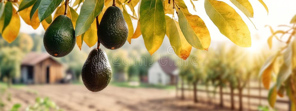 Organic Avocado Fruit in Cultivation, Organic Avocado Harvesting ...