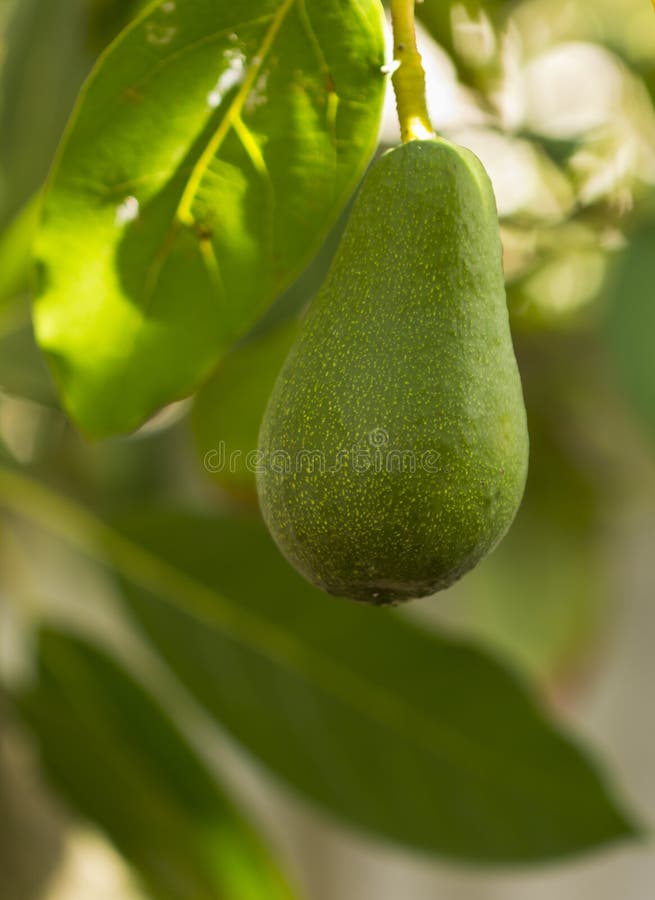 Organic Avocado Pears on Tree Stock Image - Image of natural, ripening ...