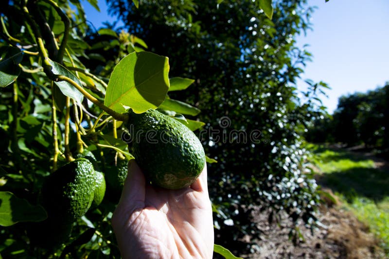 Organic Avocado Plantation stock photo. Image of farm - 254072030