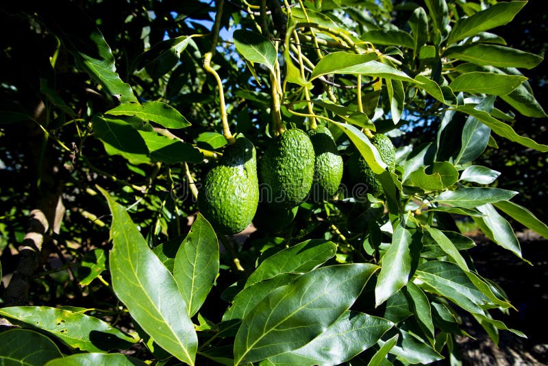 Organic Avocado Plantation stock image. Image of australia - 254072065