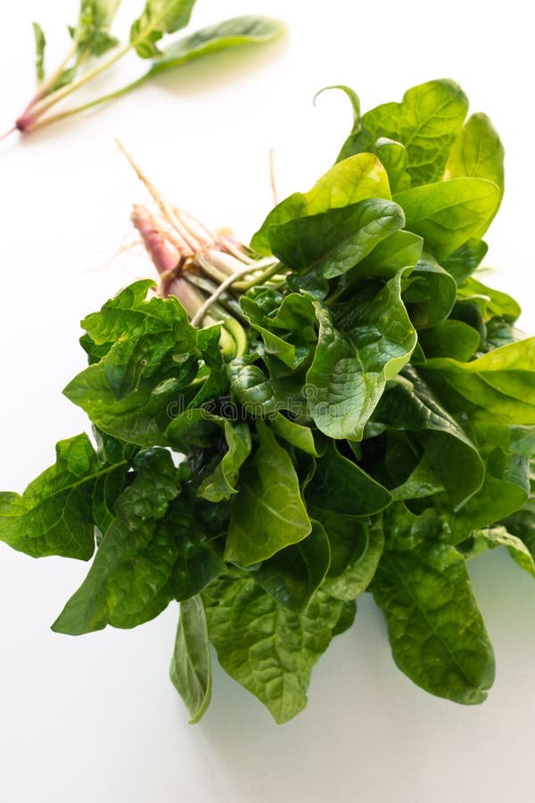 Leafy Tip Photos - Free & Royalty-Free Stock Photos from Dreamstime