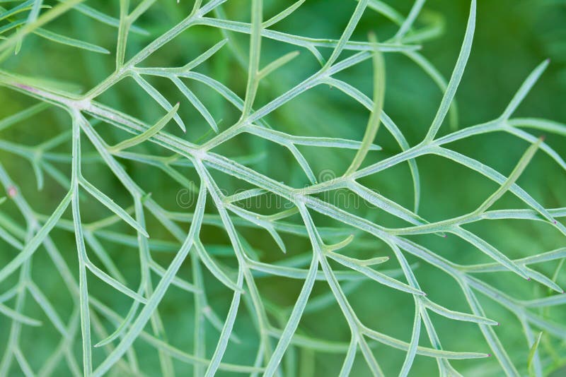 Organic background stock image. Image of abstract, green - 20785197