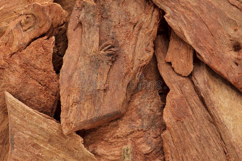 Organic Barks of Arjuna or Arjun Tree (Terminalia Arjuna). Stock Photo ...
