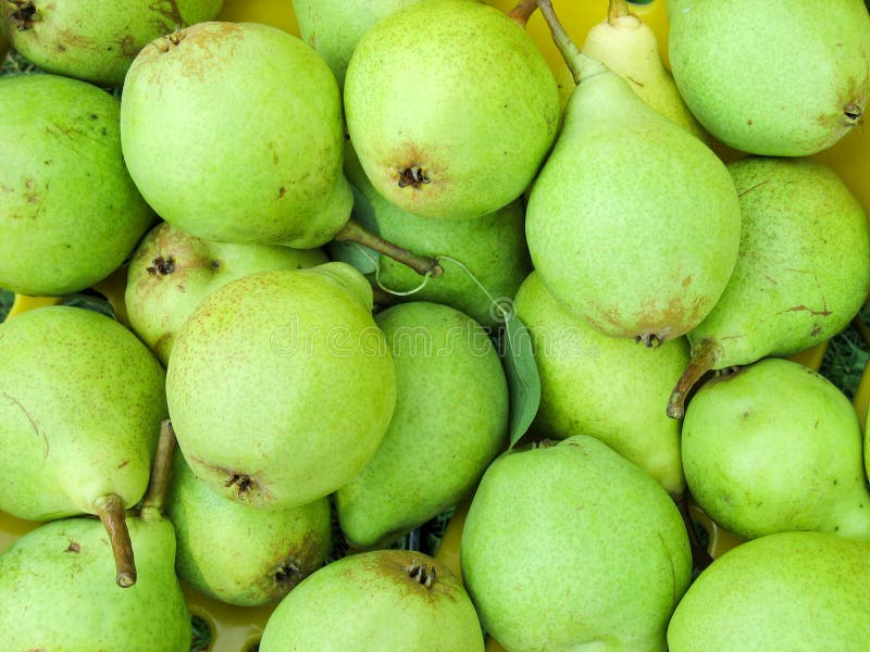 Organic Bartlett (williams) Pears Stock Image - Image of communis ...
