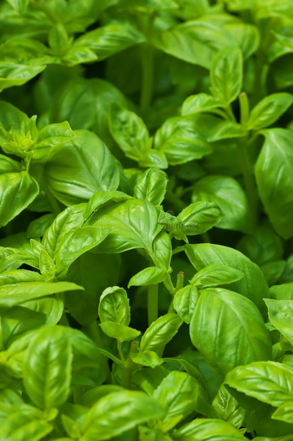 Organic Basil stock image. Image of basil, culinary, growing - 10038783