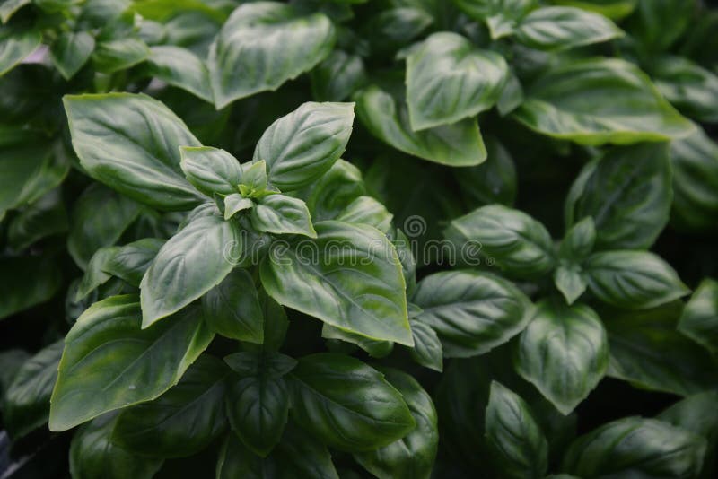 Profuse and Healthy Organic Basil Bush. Stock Photo - Image of profuse ...