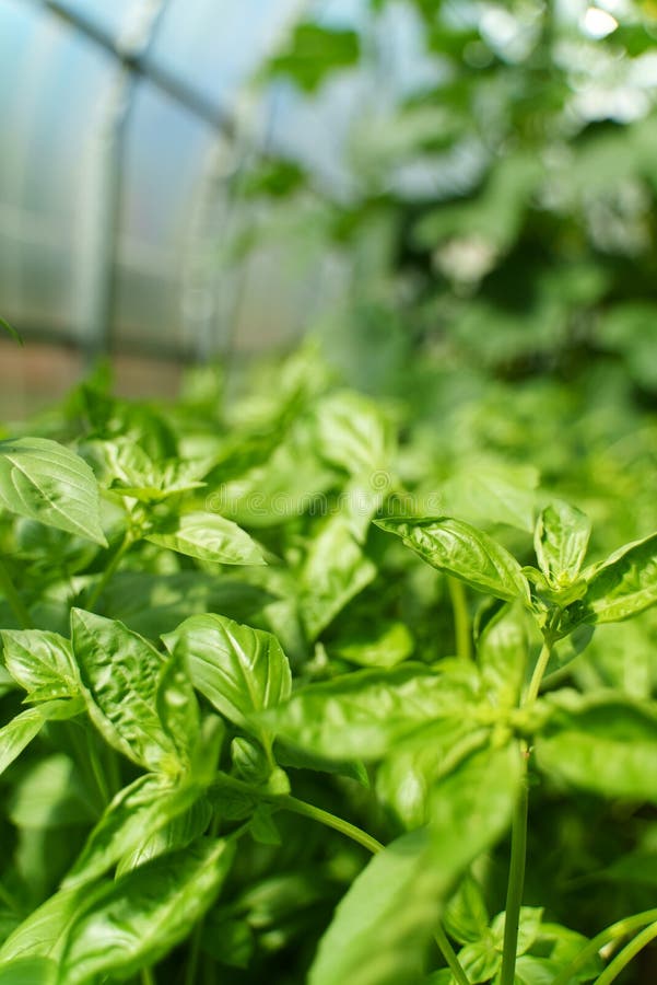Organic basil bushes stock image. Image of agriculture - 225941781