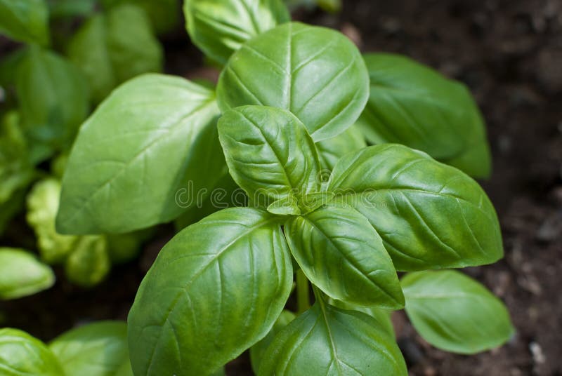 Organic basil plant stock photo. Image of food, aroma - 53674990