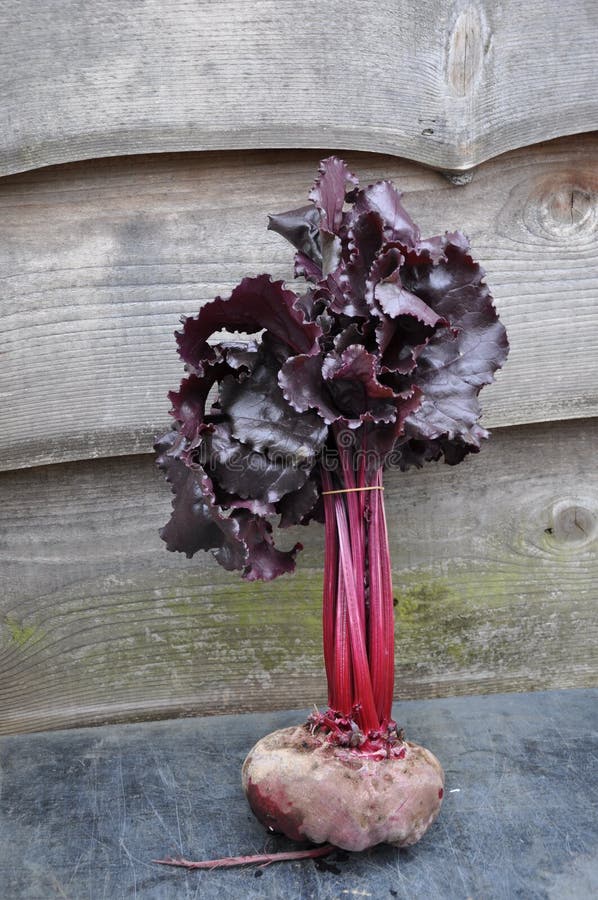 Giant Beet Stock Photos - Free & Royalty-Free Stock Photos from Dreamstime