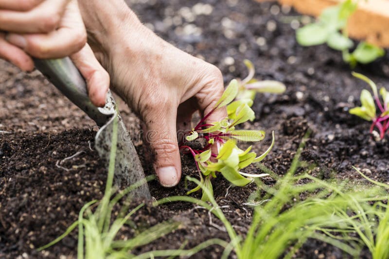 Organic Beetroot Seedlings stock image. Image of garden - 101964829