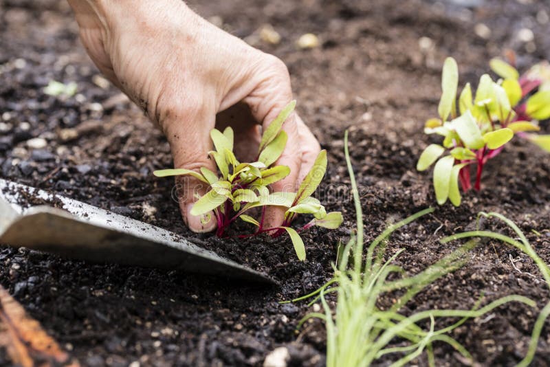 Organic Beetroot Seedlings stock image. Image of young - 101964885