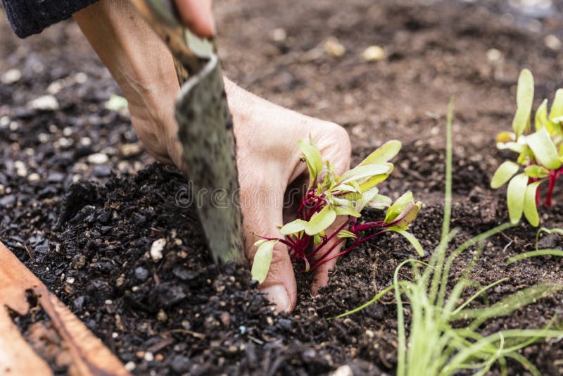 Organic Beetroot Seedlings stock image. Image of raised - 101964751